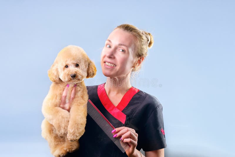 A Poodle Puppy after Grooming in the Hands of a Dog Grooming Master ...
