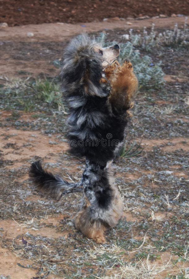 Poodle of rare color merle stock photo. Image of colore - 84378310