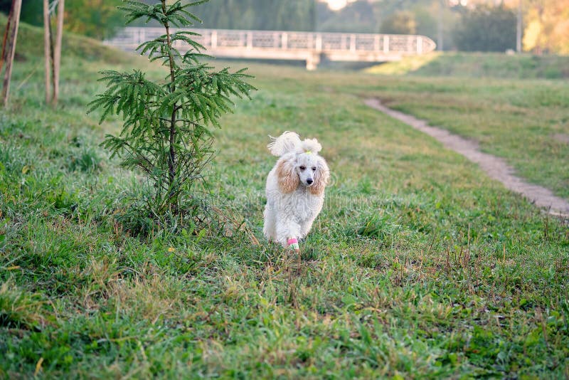 A Poodle Runs through the Grass in the Early Morning Stock Photo ...