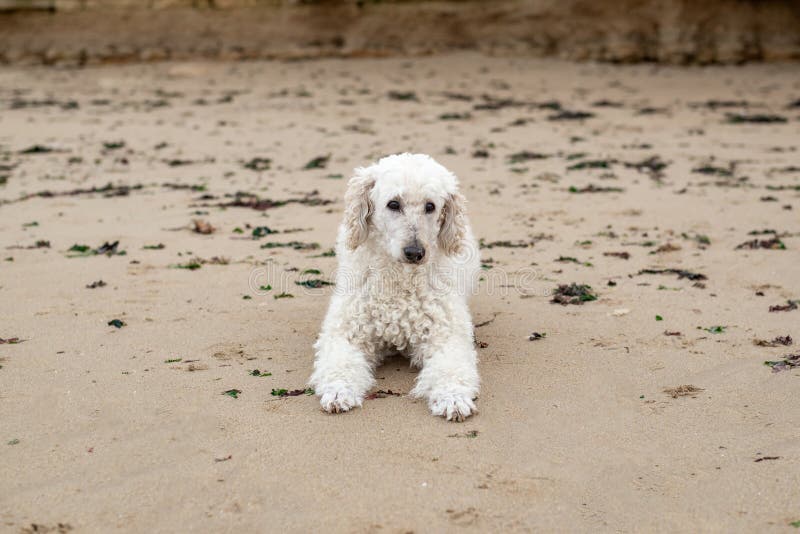 Alert coastal puppy dog stock photo. Image of animals - 47365646