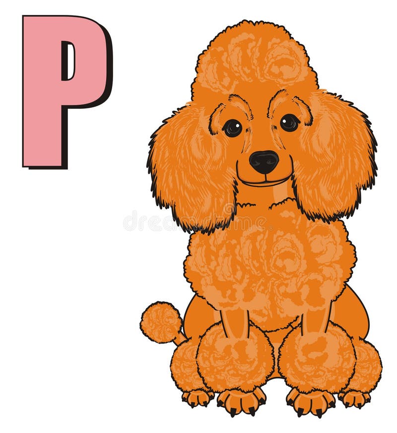 Poodle with sign stock illustration. Illustration of club - 93291179