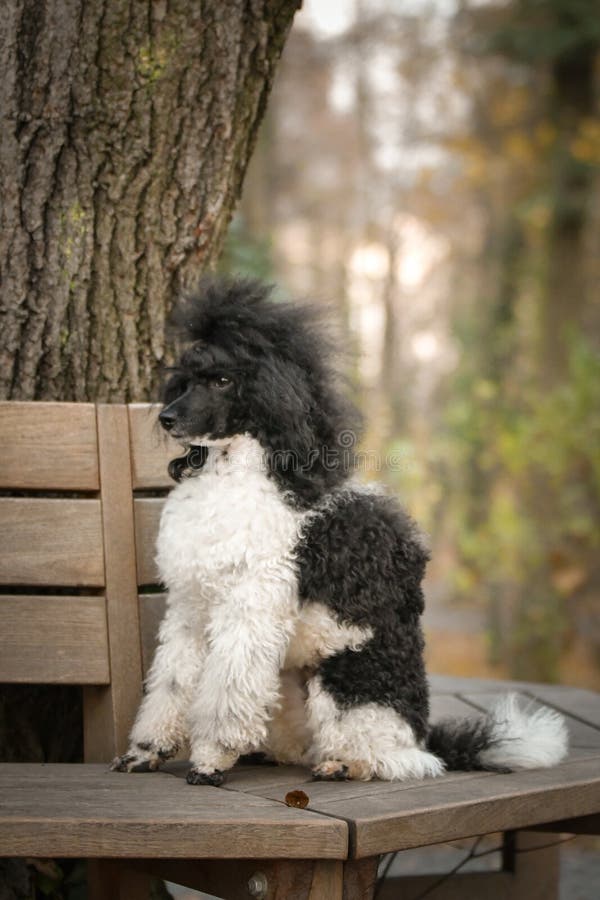 Poodle is Sitting on the Bench. Stock Photo - Image of looks, leaves ...