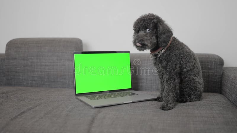 A Poodle Sitting on a Couch with a Laptop and Green Screen Stock ...