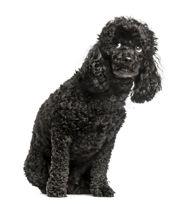 Poodle, Sitting and Looking Up Scared, Isolated on White Stock Photo ...