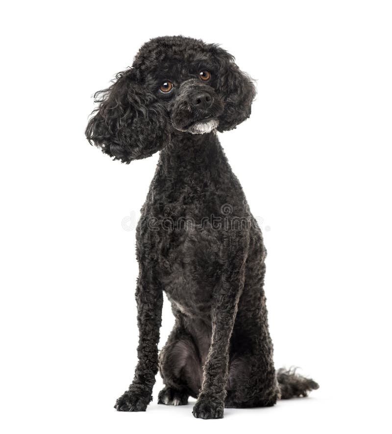 Poodle Sitting, 3 Years Old , Isolated Stock Image - Image of carnivore ...