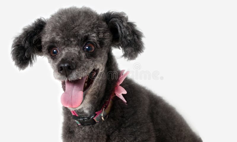 Poodle smiling stock image. Image of focused, eyes, poodle - 17149887