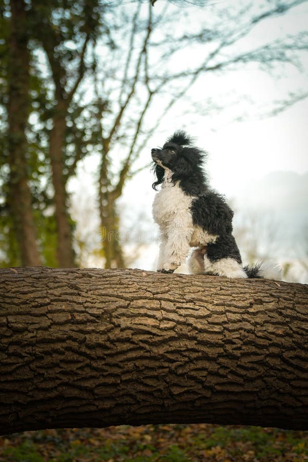Poodle is Standing on the Log in Forest. Stock Image - Image of ...