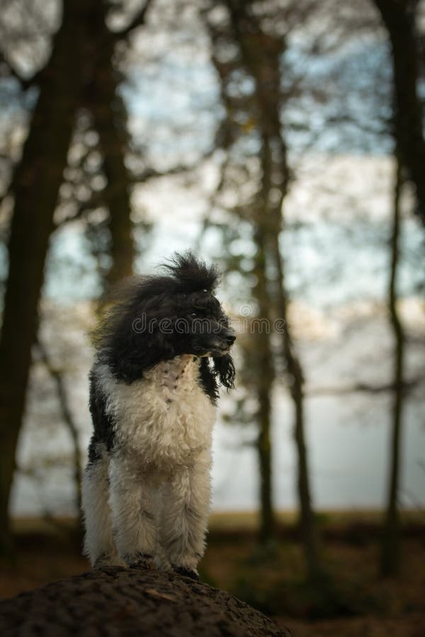 Poodle is Standing on the Log in Forest. Stock Photo - Image of ...