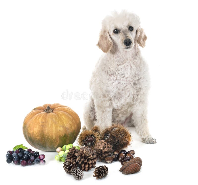 Poodle with pine cones stock image. Image of outdoors - 27257441