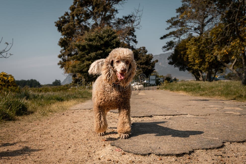 Poodle Walking on a Sunny Path in a Park, Surrounded by Trees and ...