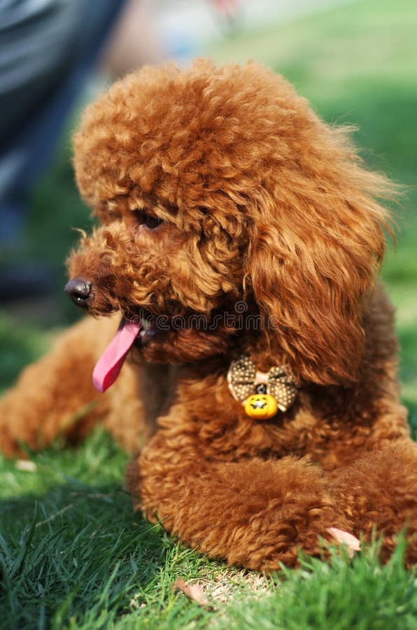 Poodle dog stock photo. Image of green, brown, lovely - 24752416