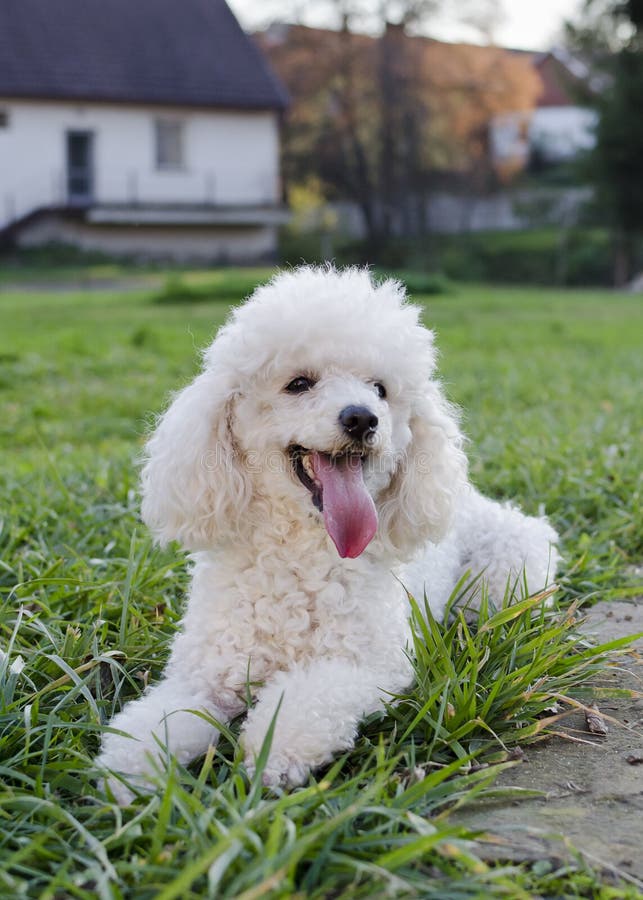 White Bichon Frise and Brown Miniature Poodle Stock Image - Image of ...