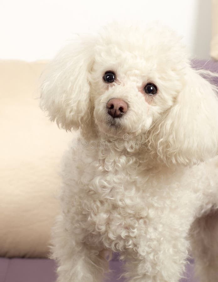 Poodle stock photo. Image of fluffy, watching, studio - 30494882