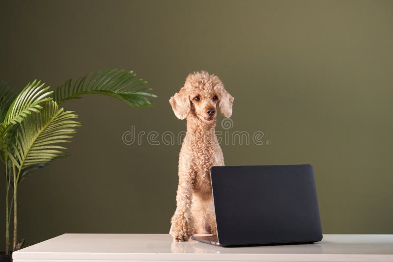 Poodle at a Work Table with a Laptop. Dog in the Office Stock Image ...