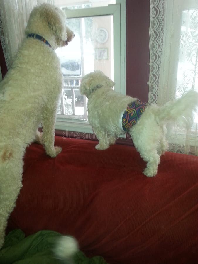 Poodles stock image. Image of neighborhood, detail, style - 50584161