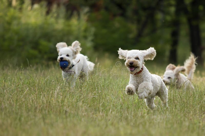 Poodles playing stock image. Image of puppy, playing - 15109679