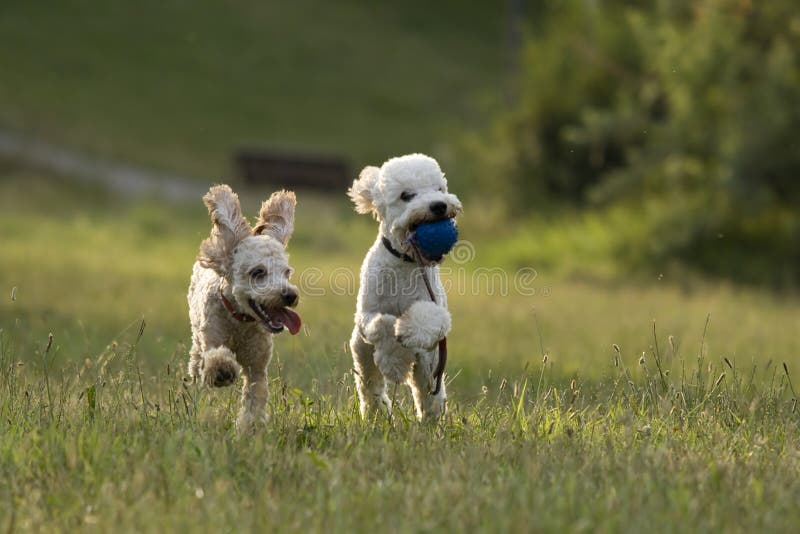 Poodles playing stock image. Image of sitting, playing - 15109683