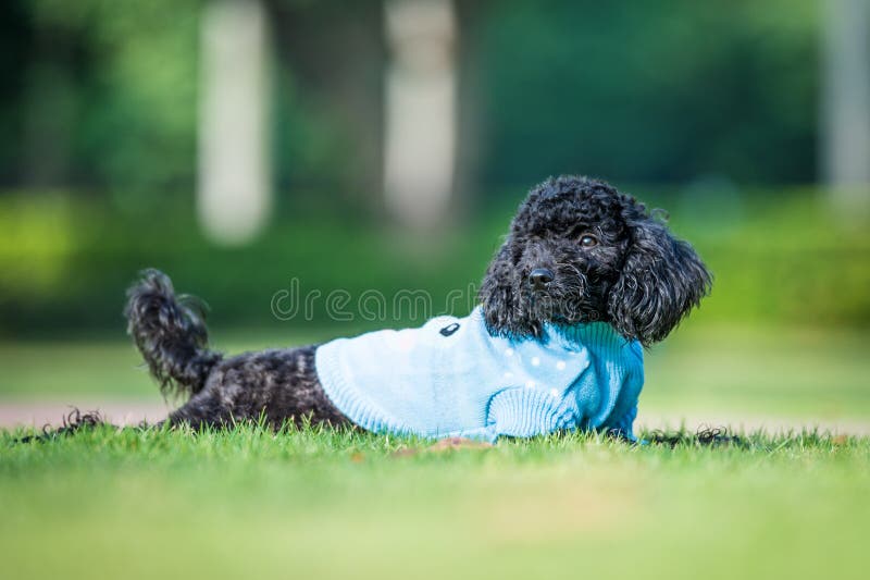 Poodles Playing in the Grass Stock Photo - Image of lovely, poodle ...