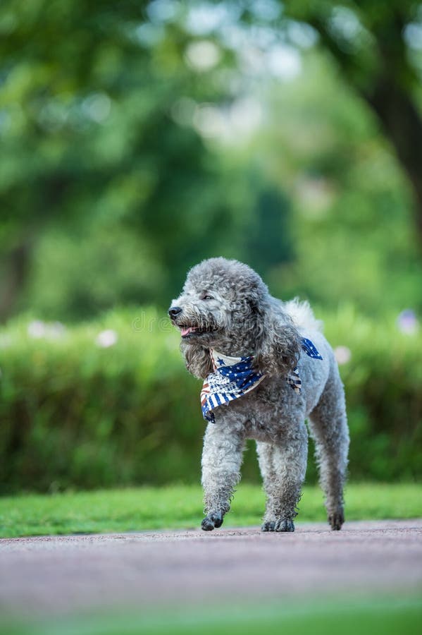 Poodles Playing in the Grass Stock Photo - Image of small, animal: 79367038