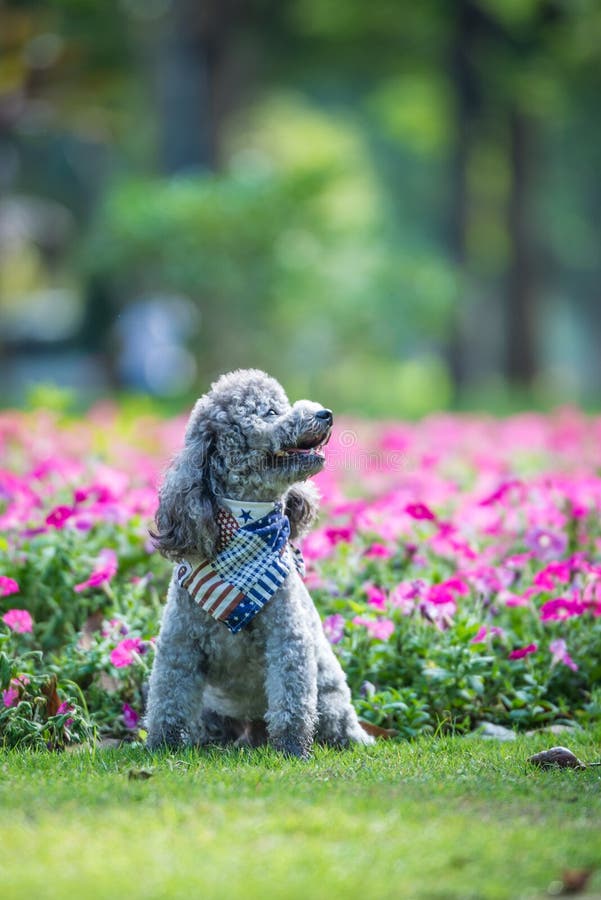 Poodles Playing in the Grass Stock Photo - Image of garden, playing ...