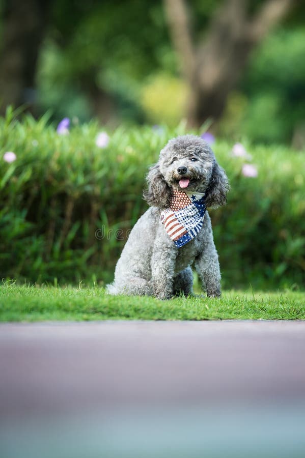 Poodles Playing in the Grass Stock Photo - Image of grass, grassoutdoor ...