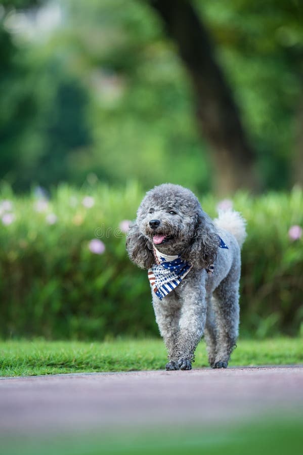 Poodles Playing in the Grass Stock Photo - Image of plants, mammals ...