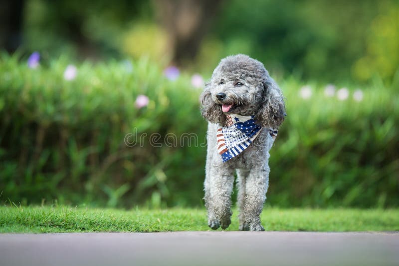 Poodles Playing in the Grass Stock Photo - Image of garden, small: 79367958