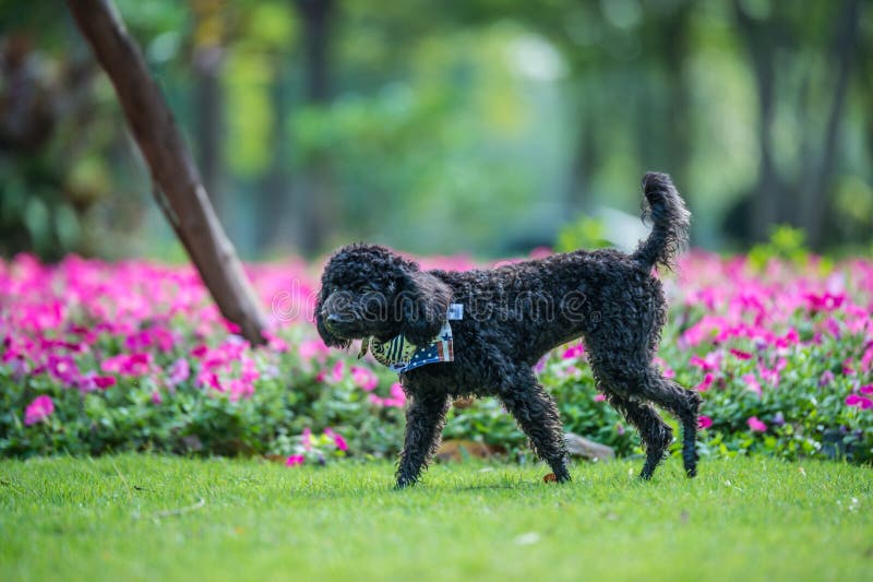 Poodles Playing in the Grass Stock Photo - Image of play, animal: 79368476
