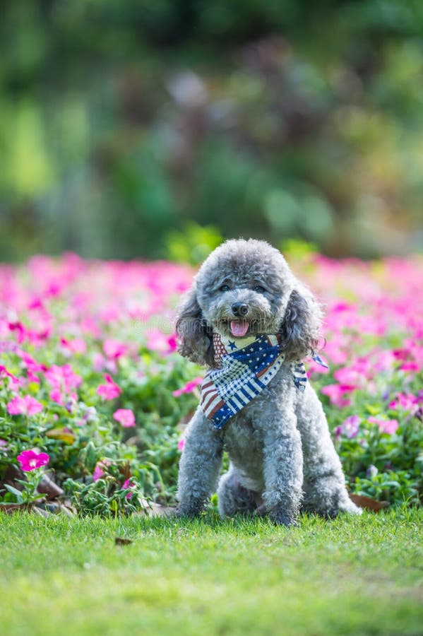 Poodles Playing in the Grass Stock Image - Image of grass, playing ...
