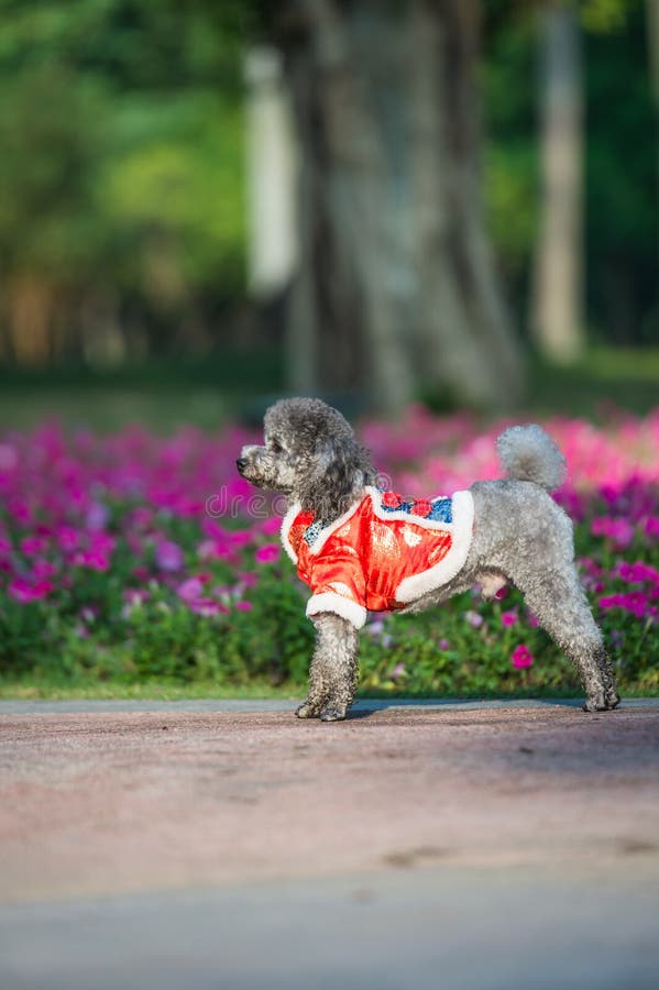 Poodles Playing in the Grass Stock Image - Image of grass, nature: 79373867