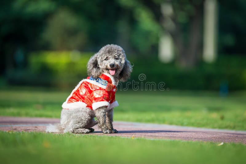 Poodles Playing in the Grass Stock Image - Image of shooting, dogs ...
