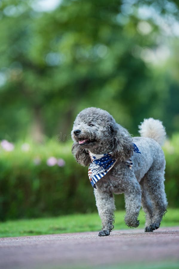 Poodles Playing in the Grass Stock Image - Image of grass, shooting ...