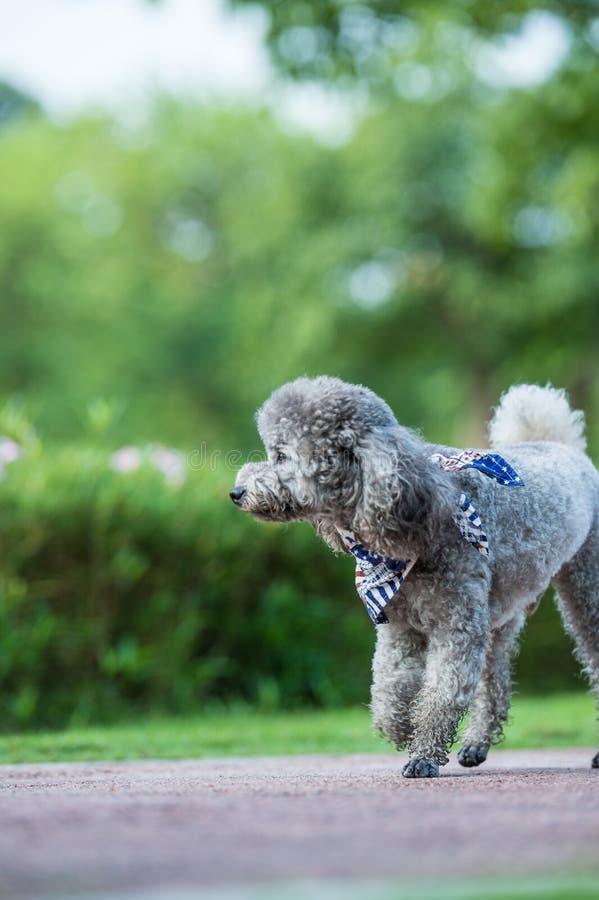 Poodles Playing in the Grass Stock Photo - Image of grass, mammals ...