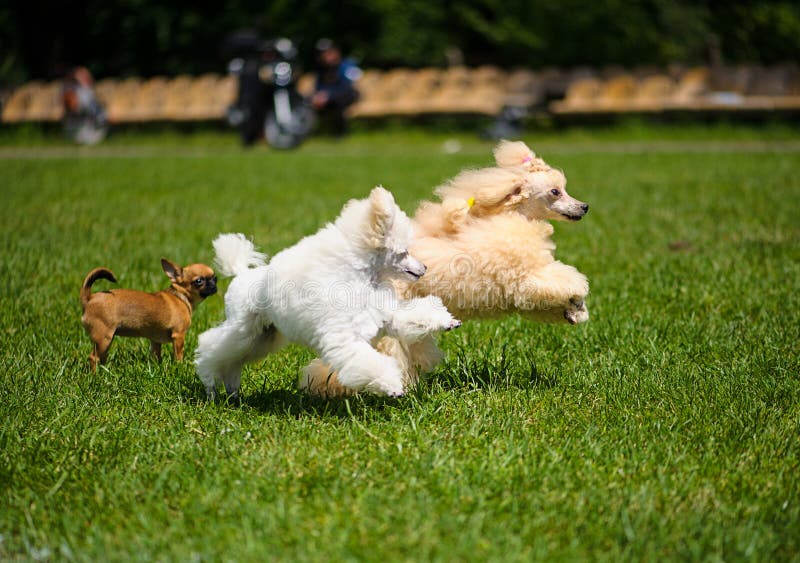Poodles playing stock photo. Image of breed, angry, animal - 42373402