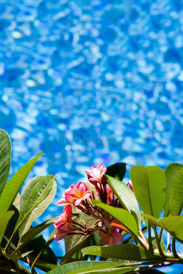 Swimming Pool and Flowers, Tropical Resorts Hotel Stock Image - Image ...