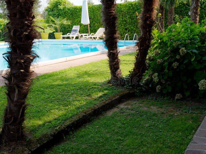 Pool with Blue Water among the Green Oasis Stock Photo - Image of ...