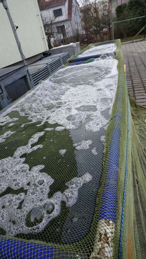 Percid Family Stock Photos - Free & Royalty-Free Stock Photos from ...