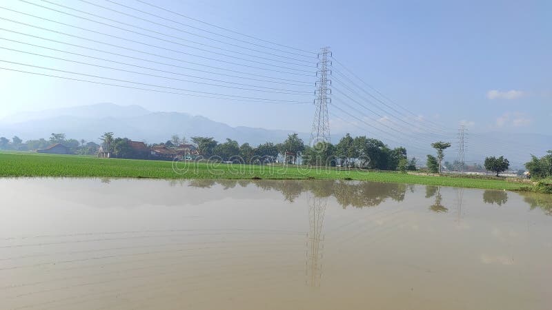Pool on the Edge of the Rice Fields 2 Stock Photo - Image of lake ...