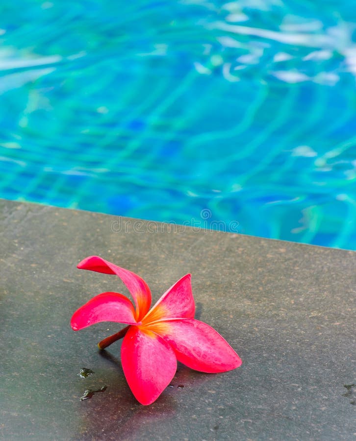 Pool and flower stock image. Image of outdoor, blue, summer - 25294977