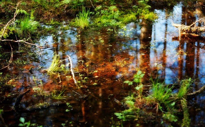 Pool in Forest stock image. Image of country, plant, abstract - 40962793