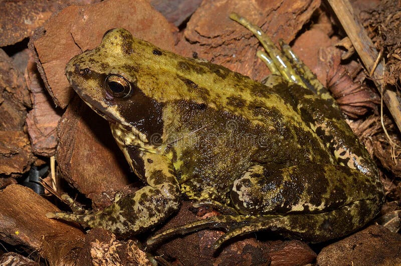 Pool Frog 2 stock image. Image of rana, pond, amphibian - 159169