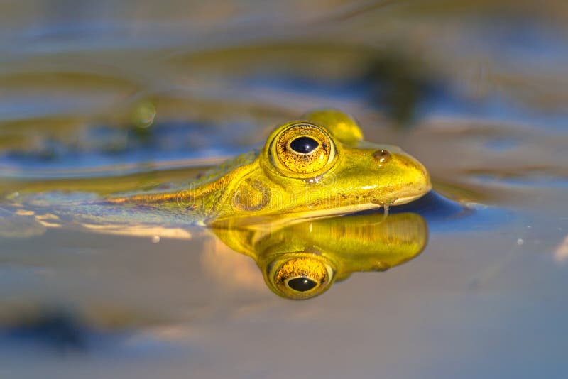 Pool frog stock image. Image of march, natural, animal - 27474069