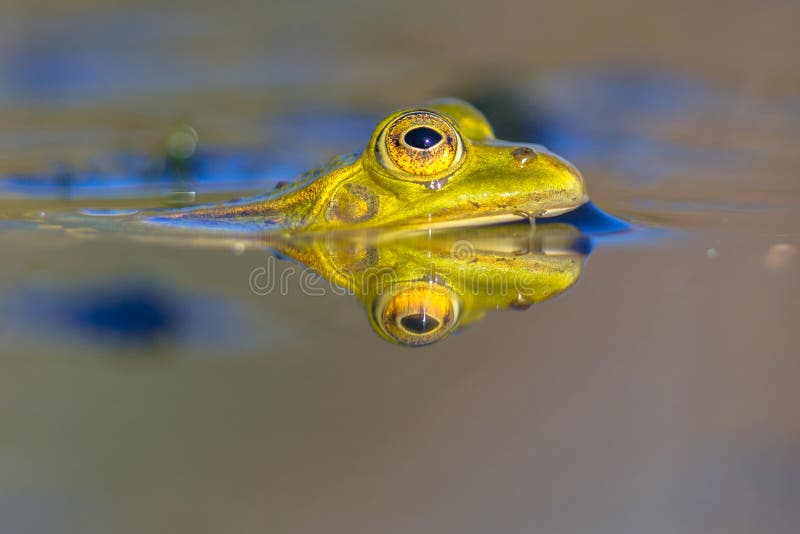 Pool frog stock image. Image of march, natural, animal - 27474069