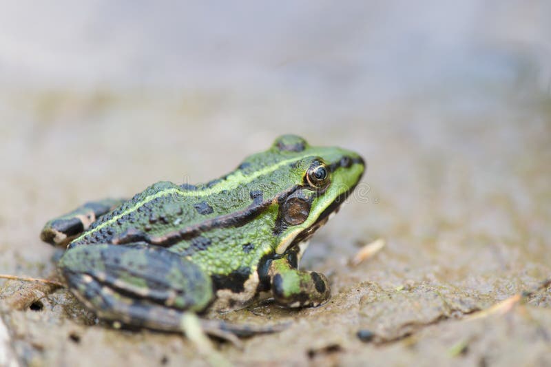 Pool Frog (Pelophylax Lessonae) in Natural Habitat Stock Photo - Image ...