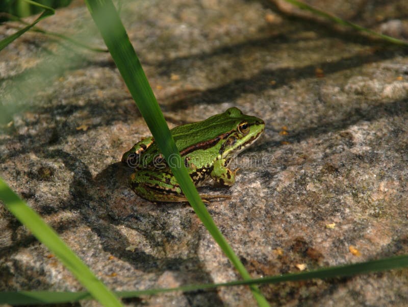 Pool Frog Pelophylax Lessonae Stock Photo - Image of frog, lessonae ...