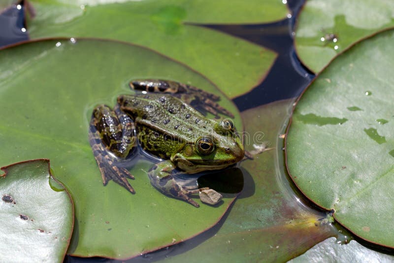 Pool Frog, Pelophylax Lessonae Stock Photo - Image of frog, domestic ...