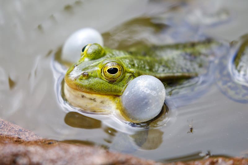 Pool Frog Pelophylax Lessonae Stock Photo - Image of water, behaviour ...