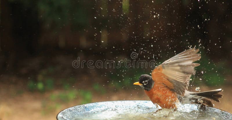 Pool is Open Robin stock photo. Image of humor, turdus - 72030008