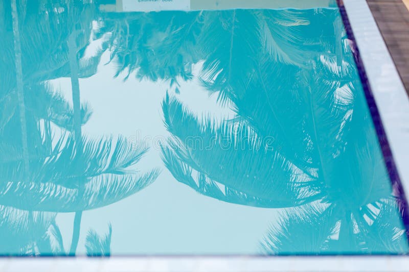 A Pool with Palm Trees in the Background Stock Photo - Image of ...