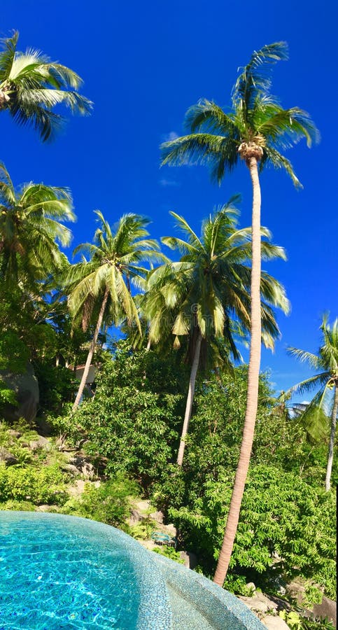 Pool and Palm Trees in Tropical Landscape Stock Photo - Image of tall ...